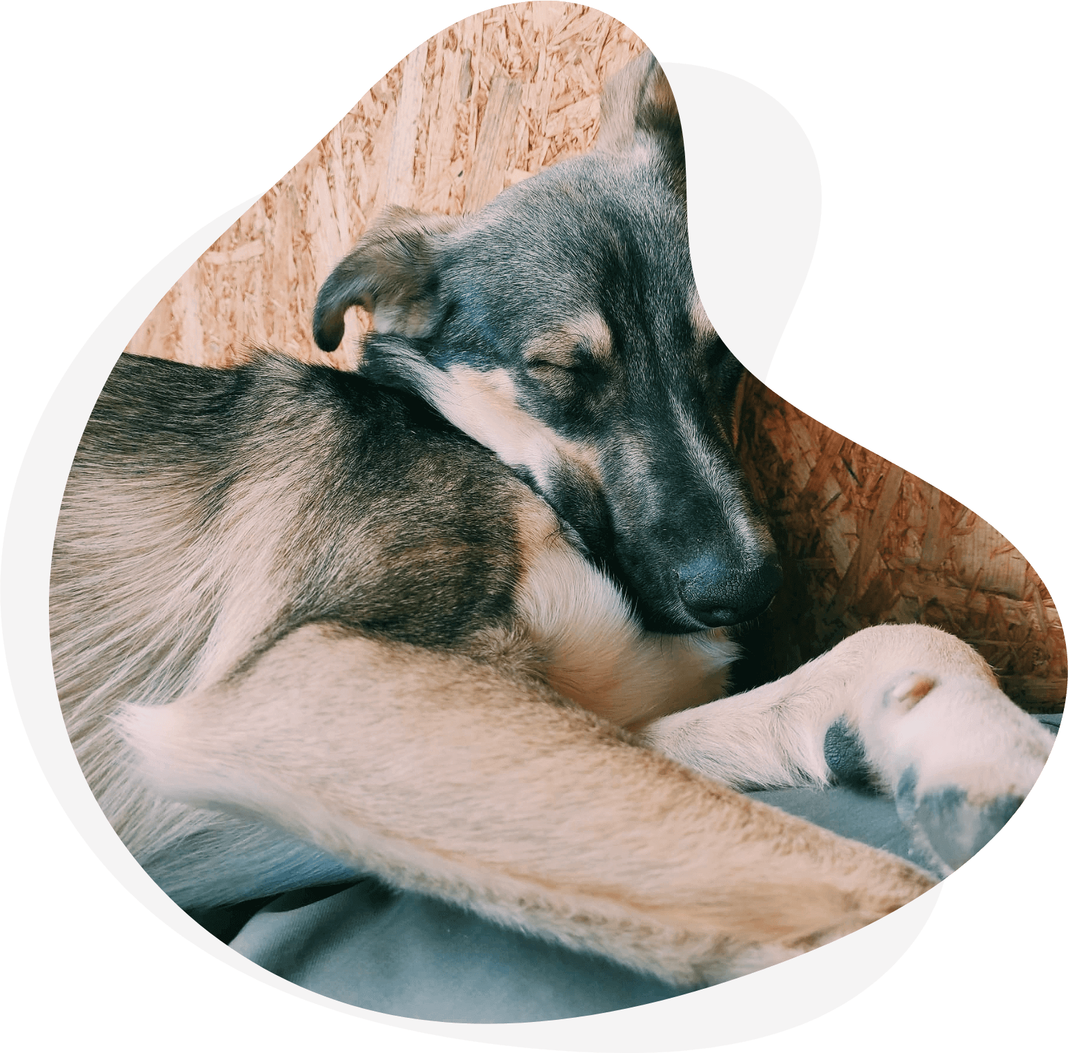 Creche Canina Barreiro | A creche