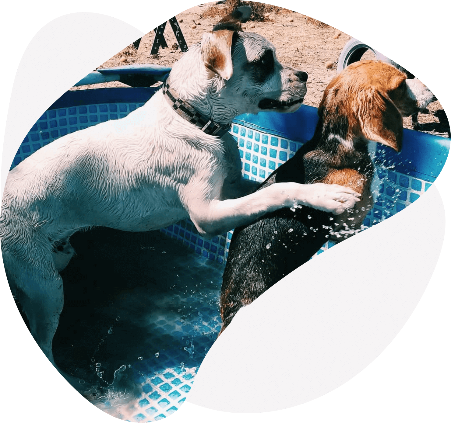 Creche Canina Barreiro | A creche